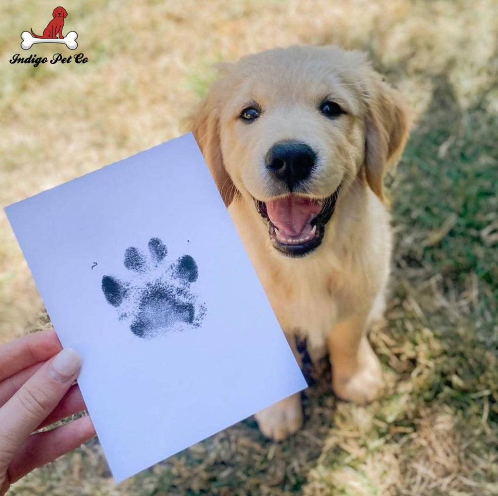 Paw Print Stamp Pad | Capture Your Pets Paw Prints Forever