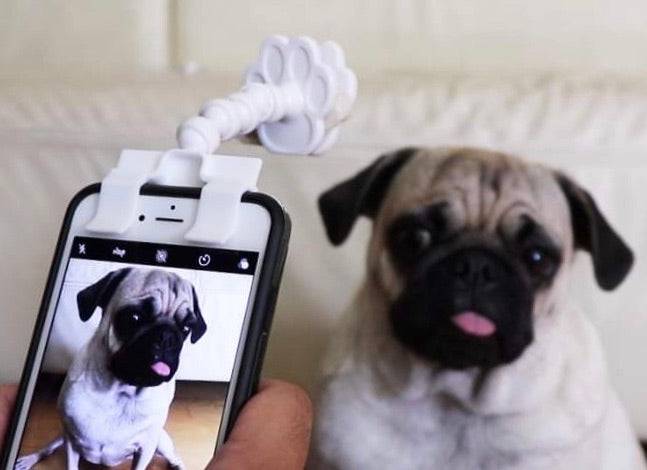 Pet Selfie Stick | IndigoPetco.com
