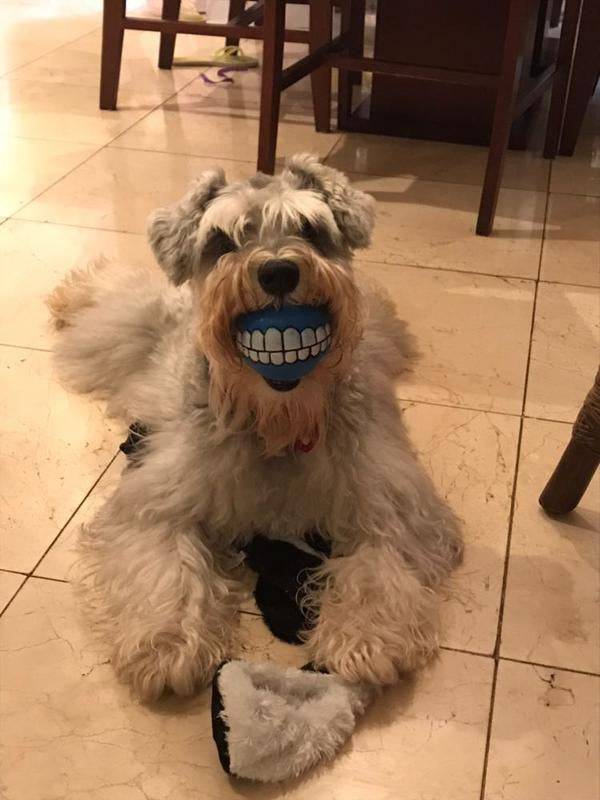 Smile Dog Ball | IndigoPetco.com