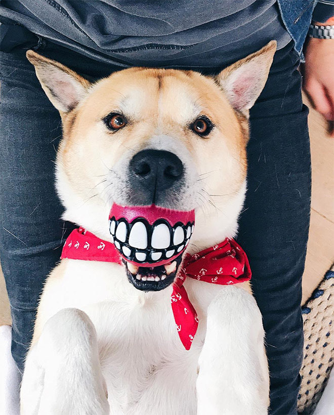 Smile Dog Ball & Hilarious Fetch Toy