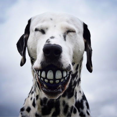 Smile Dog Ball | IndigoPetco.com