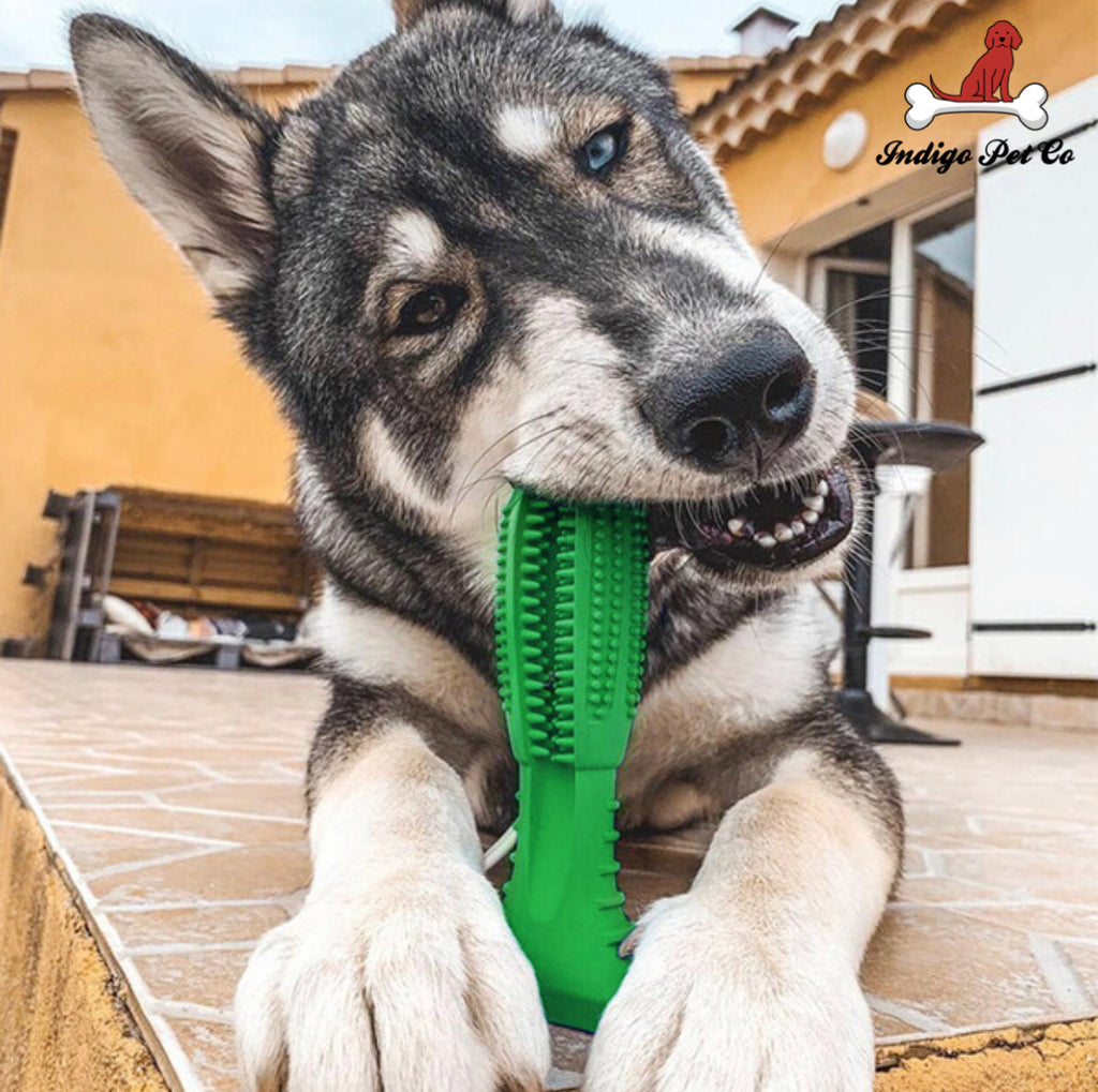 World's Most Effective Dog Toothbrush & Toothpaste Set | IndigoPetco.com