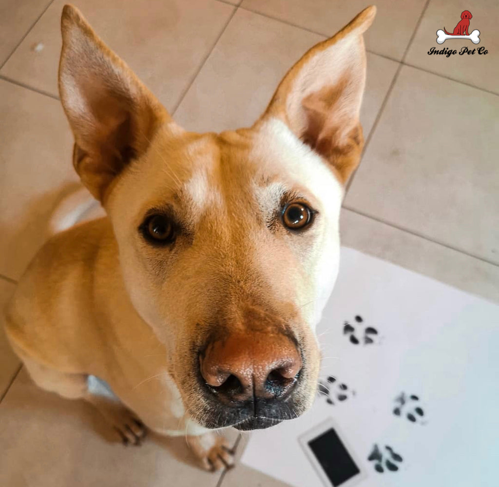 Paw Print Stamp Pad | Capture Your Pets Paw Prints Forever