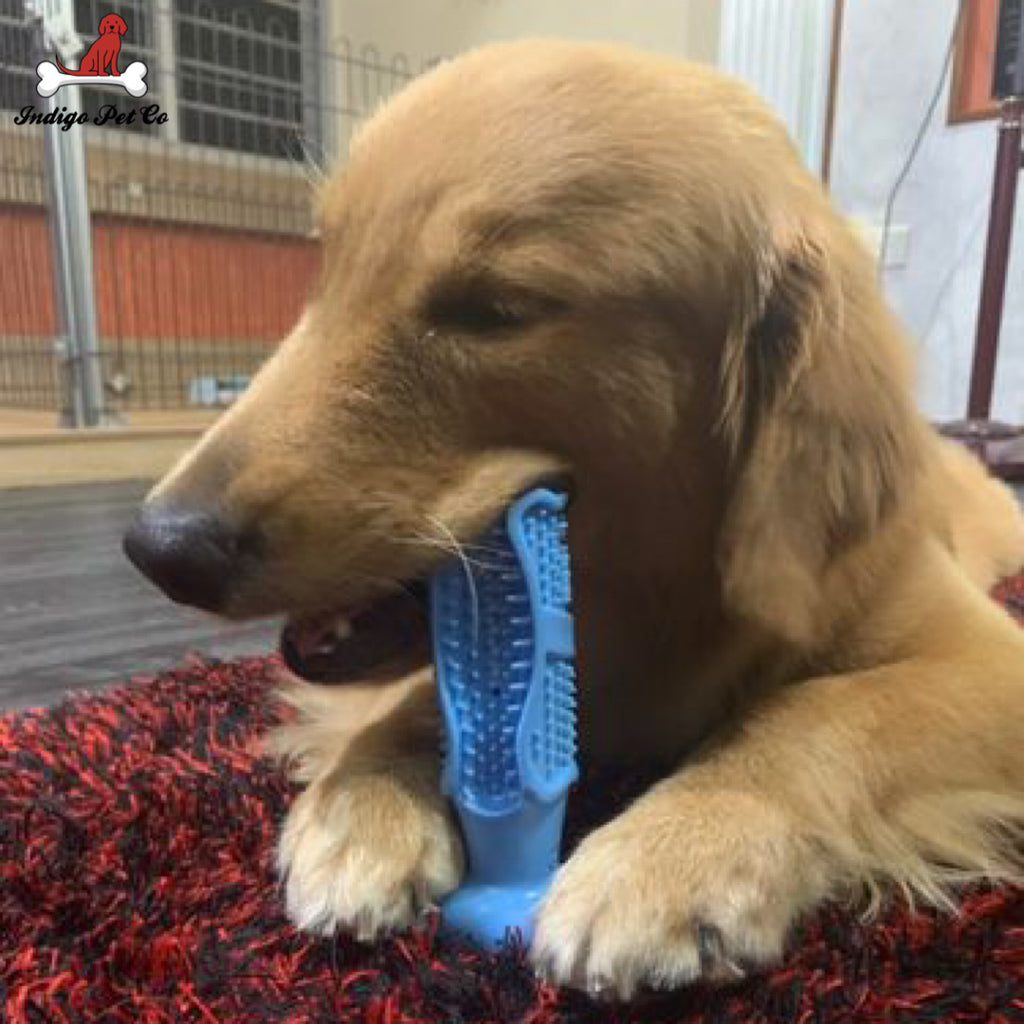 Dog Tooth Brushing Sticks & Toothpaste Set | IndigoPetco.com